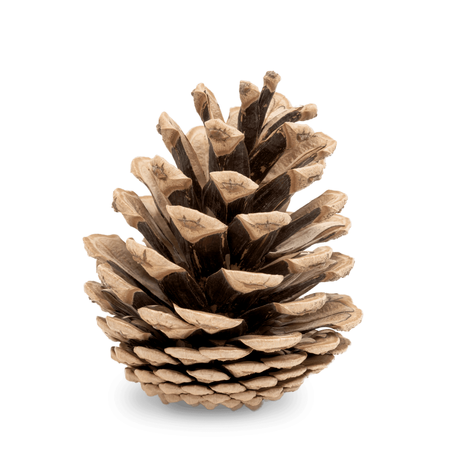 Camping Aventure Mégantic - prêt-à-camper Cabania